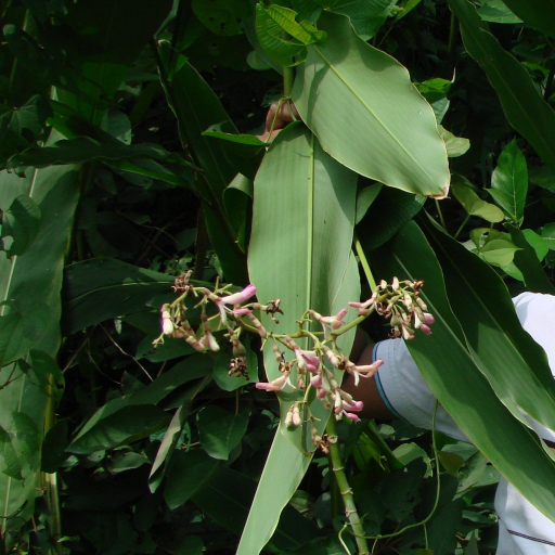 Allugha Galangal (Alpinia Nigra) Plant Care & How to Grow, Water