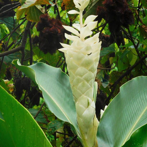 Red Ginger (Alpinia Purpurata) Plant Care & How to Grow, Water