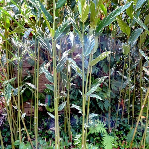 Variegated Ginger (Alpinia Vittata) Plant Care & How to Grow, Water