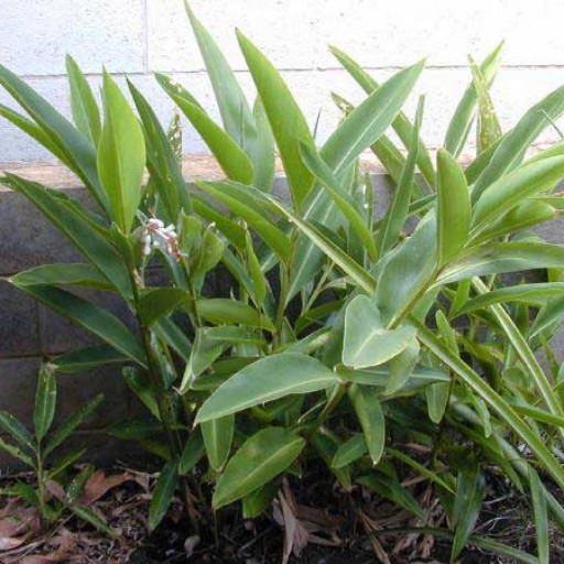 Shell-Ginger (Alpinia Zerumbet) Plant Care & How to Grow, Water