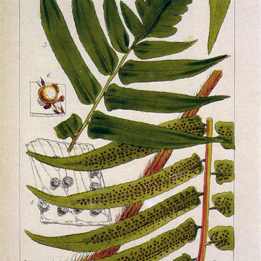 Tree Fern (Alsophila Podophylla) Care Guide: Water, Soil & Propagation ...