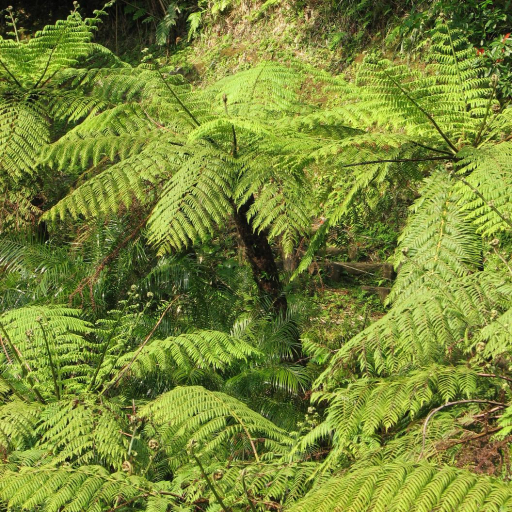 Alsophila Spinulosa Plant Care & How to Grow, Water