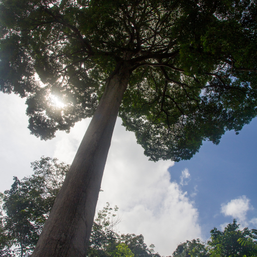 Pulé Selem (Alstonia Angustiloba) Care Guide: Water, Soil & Propagation ...