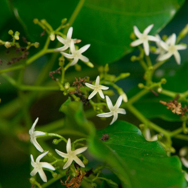 Alstonia Balansae Plant Care & How to Grow, Water