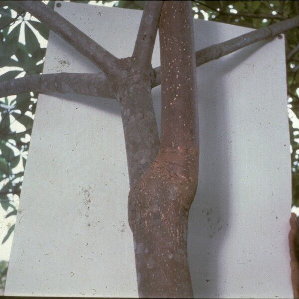 Alstonia (Alstonia Boonei) Plant Care & How to Grow, Water