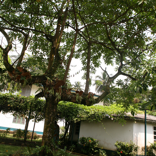 Alstonia (Alstonia Congensis) Plant Care & How to Grow, Water