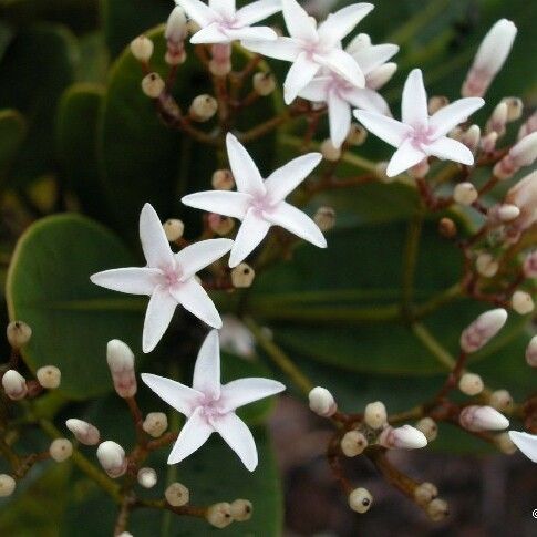 Alstonia Coriacea Plant Care & How to Grow, Water