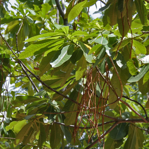 Deviltree (Alstonia Macrophylla) Plant Care & How to Grow, Water