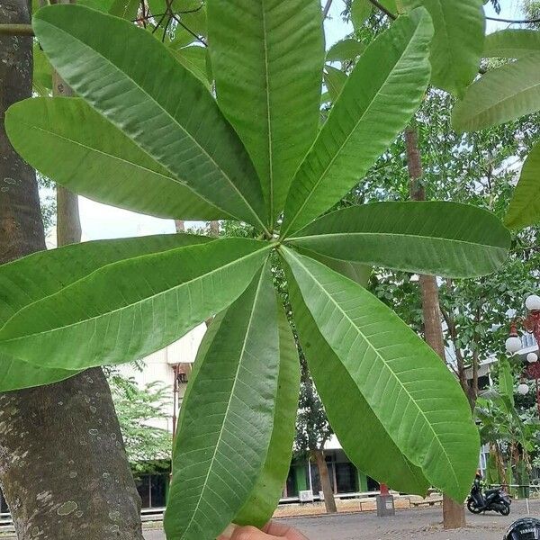 Spectacular Alstonia (Alstonia Spectabilis) Plant Care & How to Grow, Water