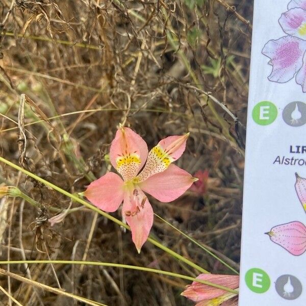 Alstroemeria Angustifolia Plant Care & How to Grow, Water