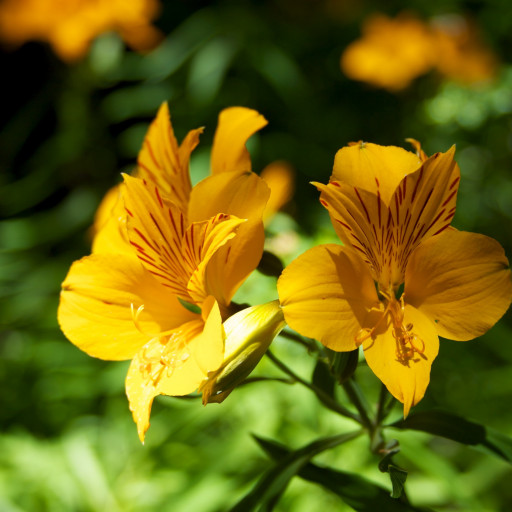 Lily Of The Incas (Alstroemeria) Plant Care & How to Grow, Water