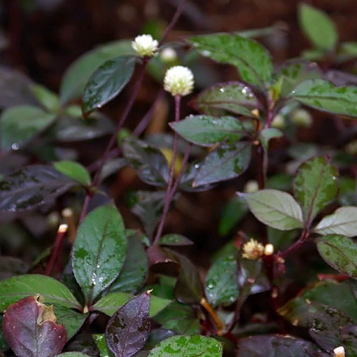 Calico- (Alternanthera Bettzickiana) Plant Care & How to Grow, Water