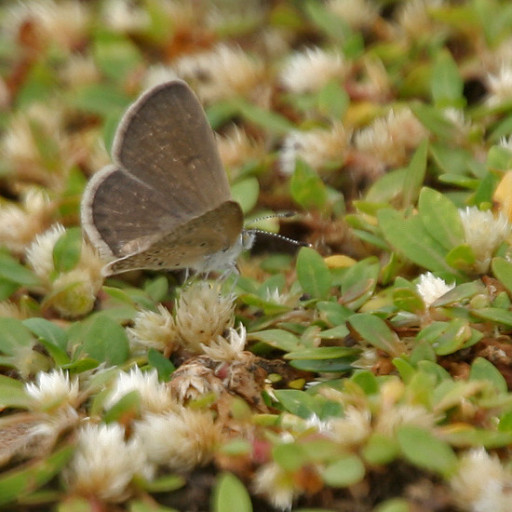 Mat Chaff-Flower (Alternanthera Caracasana) Plant Care & How to Grow, Water