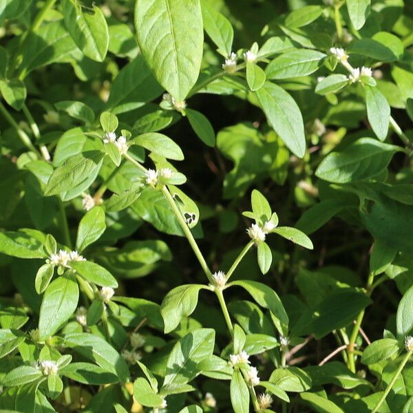 Lesser Joyweed (Alternanthera Denticulata) Plant Care & How to Grow, Water