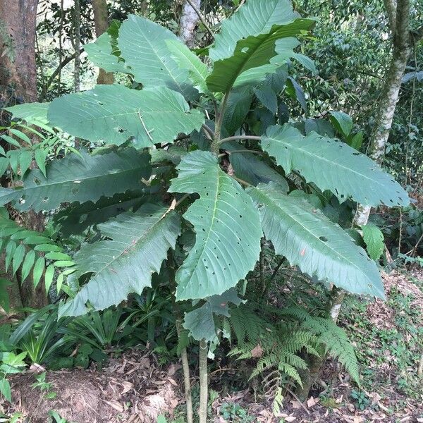 Alternanthera Pycnantha Plant Care & How to Grow, Water