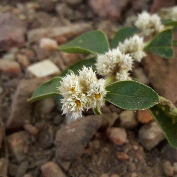 Alternanthera Tenella Plant Care & How to Grow, Water