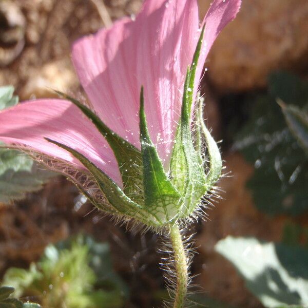 Althaea Longiflora Care Guide: Water, Soil & Propagation - Plantiary