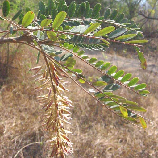 Mexican Alvaradoa (Alvaradoa Amorphoides) Plant Care & How to Grow, Water