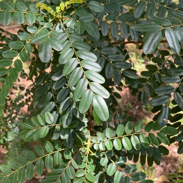 Alvaradoa Haitiensis Care Guide: Water, Soil & Propagation - Plantiary
