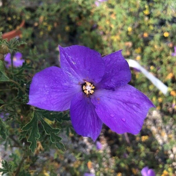 Alyogyne Cuneiformis Plant Care & How to Grow, Water