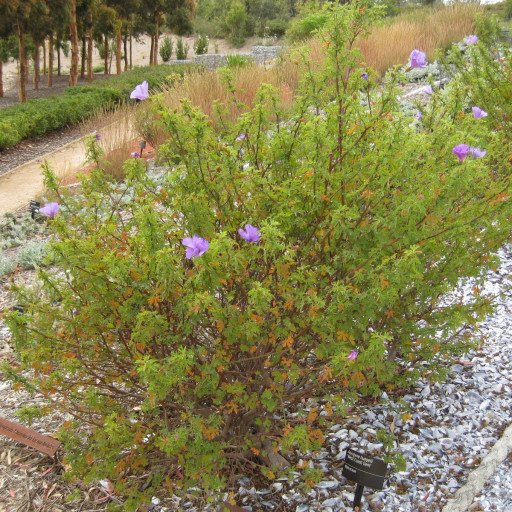 Blue Hibiscus (Alyogyne Huegelii) Plant Care & How to Grow, Water