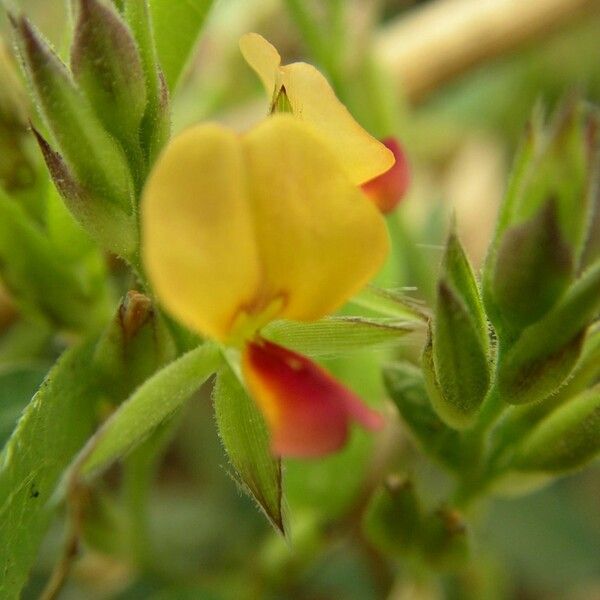 Red Moneywort (Alysicarpus Rugosus) Plant Care & How to Grow, Water