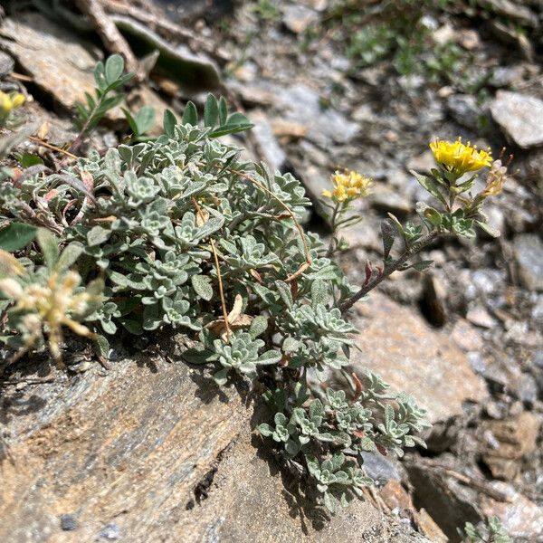 Alpine Alyssum (Alyssum Alpestre) Care Guide: Water, Soil & Propagation ...