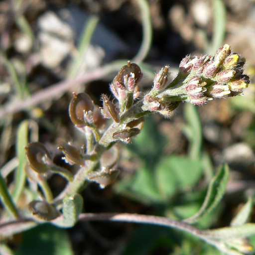 Desert Madwort (Alyssum Desertorum) Care Guide: Water, Soil ...