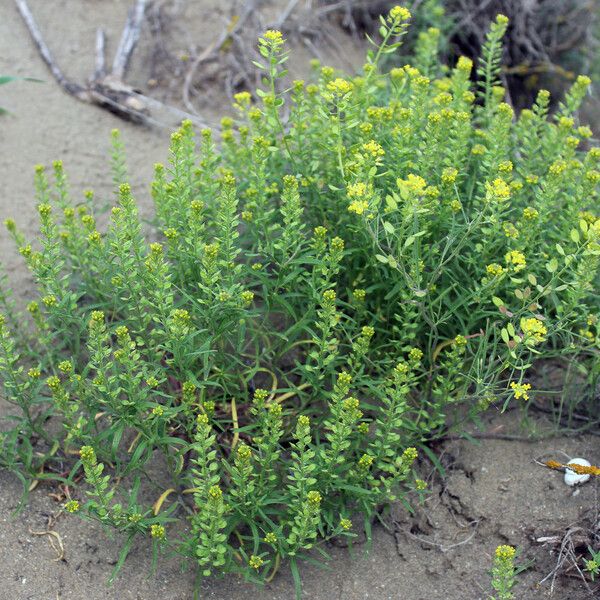 Alyssum Linifolium Plant Care & How to Grow, Water