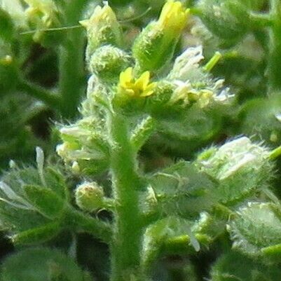 Alyssum (Alyssum Simplex) Plant Care & How to Grow, Water