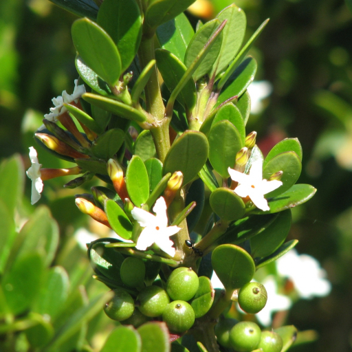 Dysentery-Bush (Alyxia Buxifolia) Plant Care & How to Grow, Water