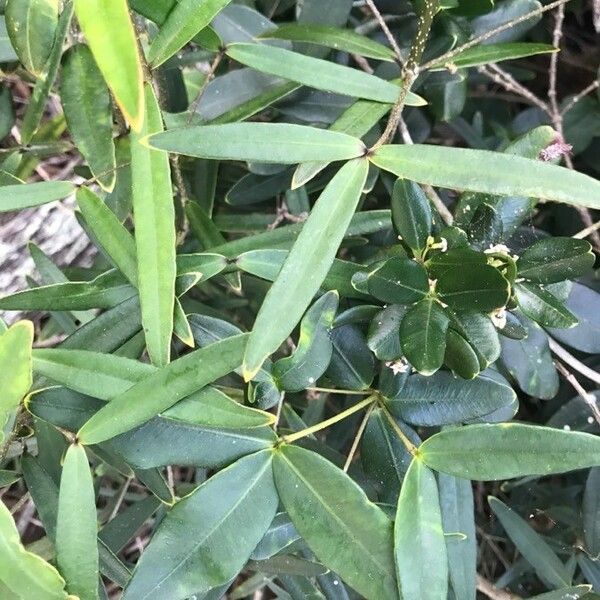 Alyxia Clusiophylla Plant Care & How to Grow, Water