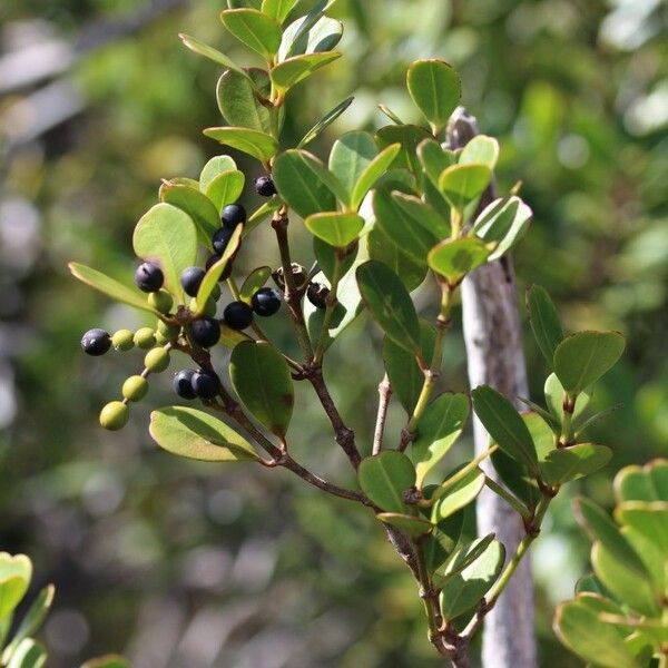 Alyxia Glaucophylla Plant Care & How to Grow, Water