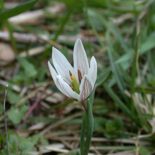 Edible Tulip (Amana Edulis) Plant Care & How to Grow, Water