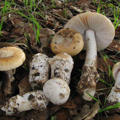 Amanita Velosa Plant Care & How to Grow, Water