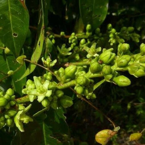 Amanoa Congesta Care Guide: Water, Soil & Propagation - Plantiary
