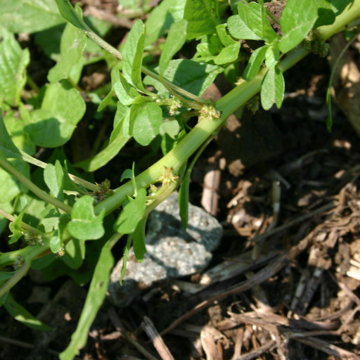 Mat Amaranth (Amaranthus Blitoides) Plant Care & How to Grow, Water