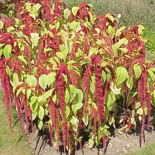 Purple Amaranth (Amaranthus Caudatus) Plant Care & How to Grow, Water
