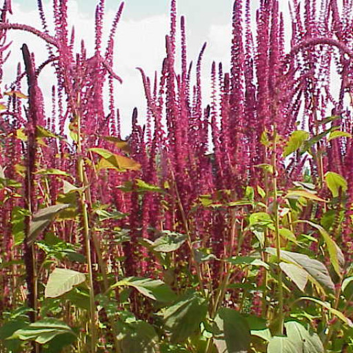 Red Amaranth (Amaranthus Cruentus) Plant Care & How to Grow, Water