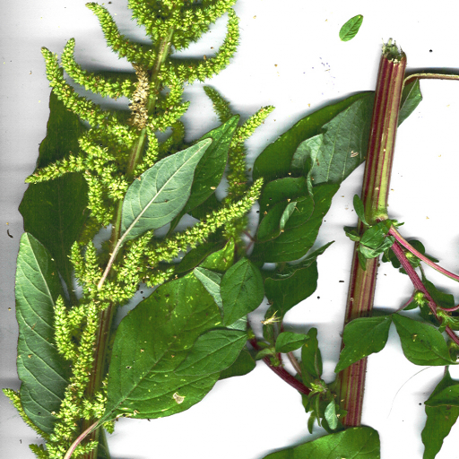 Spleen Amaranth (Amaranthus Dubius) Plant Care & How to Grow, Water