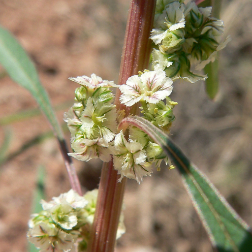 Fringed Amaranth (Amaranthus Fimbriatus) Plant Care & How to Grow, Water