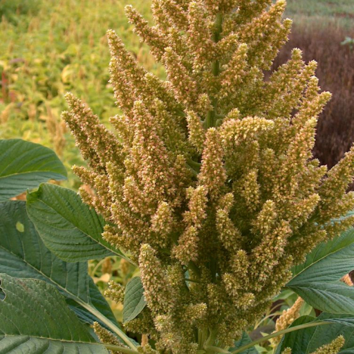 Green Amaranth (Amaranthus Hybridus) Care Guide: Water, Soil ...