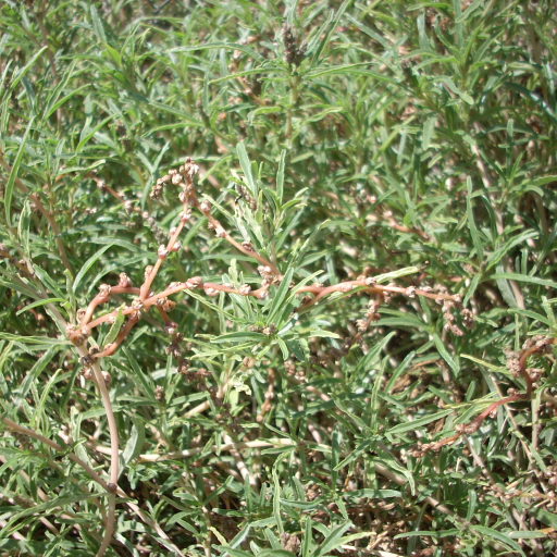 African Amaranth (Amaranthus Muricatus) Care Guide: Water, Soil ...