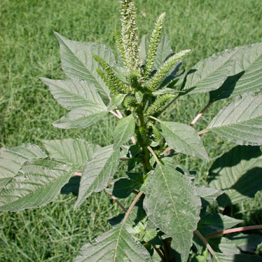 Palmer's Amaranth (Amaranthus Palmeri) Plant Care & How to Grow, Water