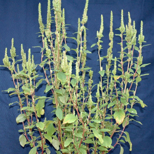 Powell's Amaranth (Amaranthus Powellii) Plant Care & How to Grow, Water