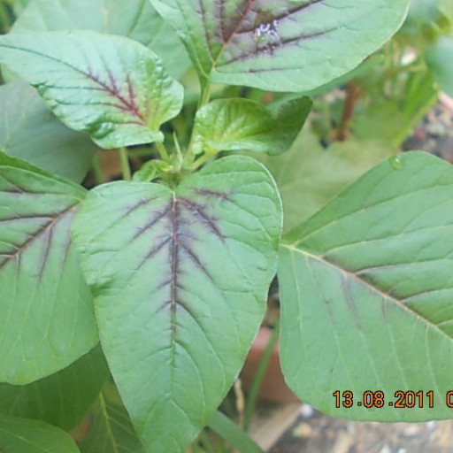 Chinese Amaranth (Amaranthus Tricolor) Plant Care & How to Grow, Water
