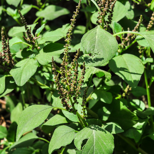 Green Amaranth (Amaranthus Viridis) Plant Care & How to Grow, Water