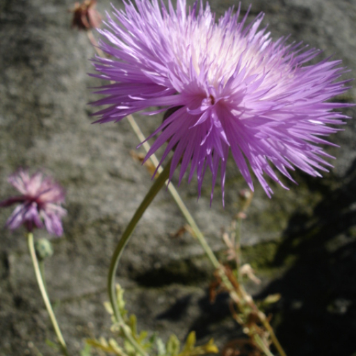 Sweet Sultan (Amberboa Moschata) Plant Care & How to Grow, Water
