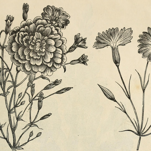 Huisache Daisy (Amblyolepis Setigera) Plant Care & How to Grow, Water