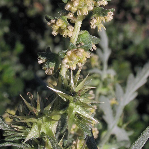 Flatspine Bur Ragweed (Ambrosia Acanthicarpa) Plant Care & How to Grow ...